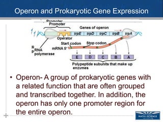 1.Gene Regulation Prokaryoperon.pptx