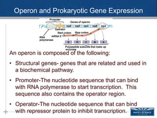 1.Gene Regulation Prokaryoperon.pptx