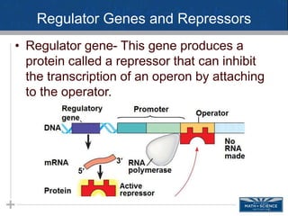 1.Gene Regulation Prokaryoperon.pptx
