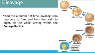 1 Introduction To General And Oral Embryologypptx