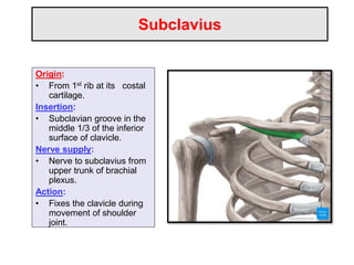 1.pectoral region | PPT