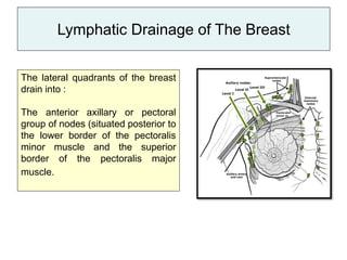 1.pectoral region | PPT