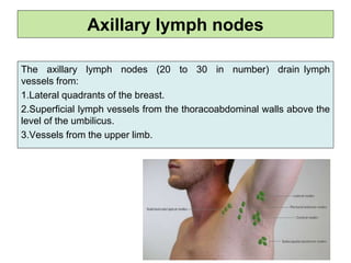 1.pectoral region | PPT