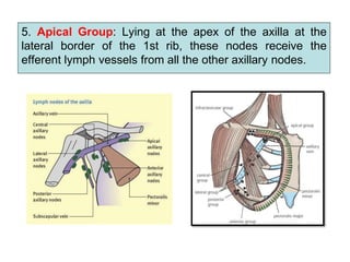 1.pectoral region | PPT
