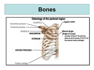 1.pectoral region | PPT