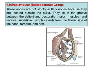 1.pectoral region | PPT