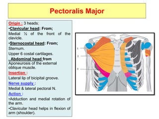 1.pectoral region | PPT