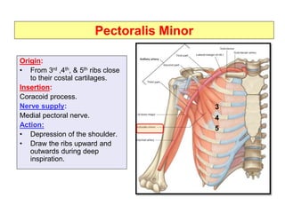 1.pectoral region | PPT