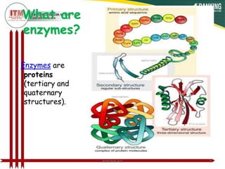 1.Introduction to enzymes.pdf- properties and functions | PDF