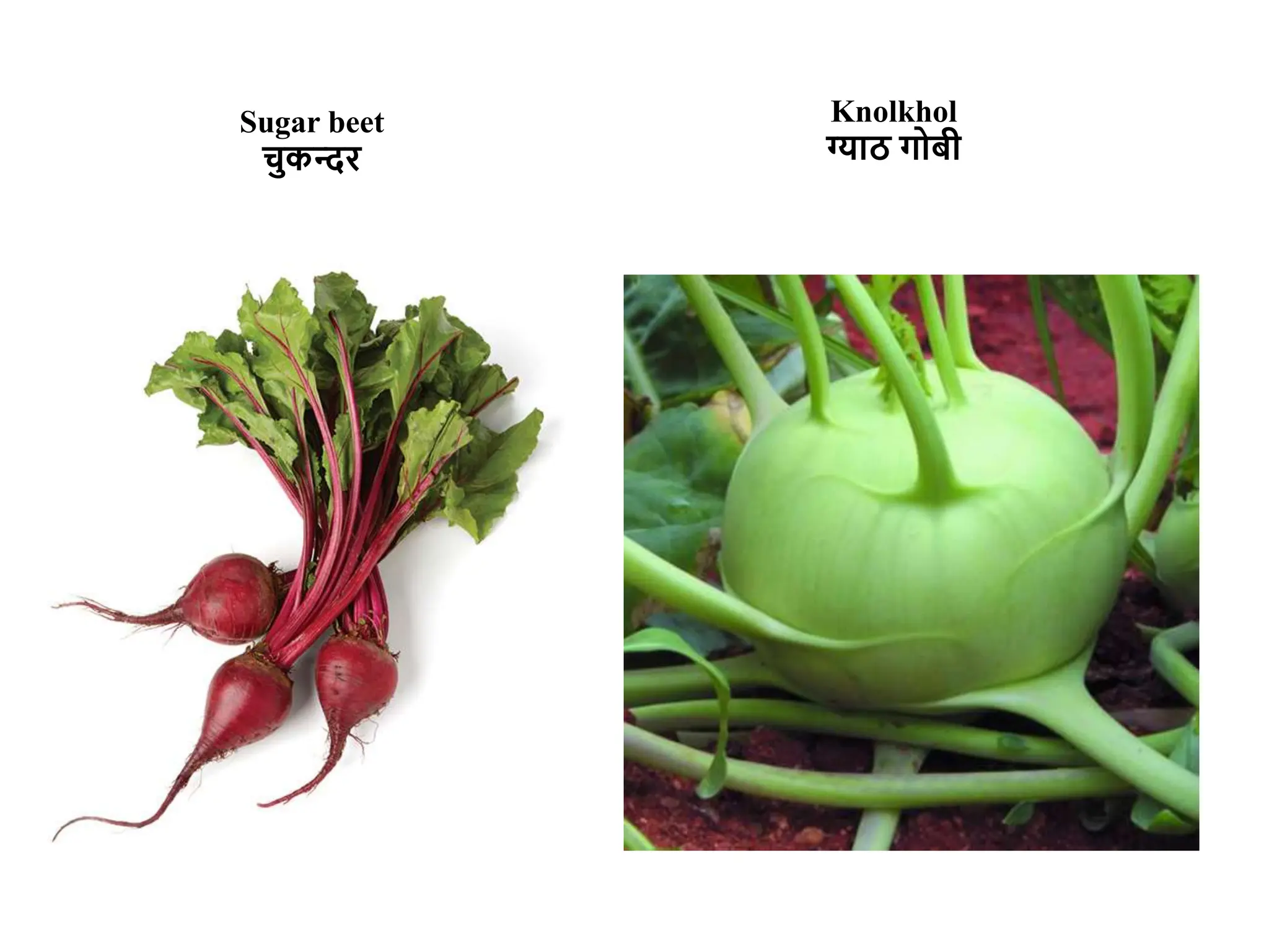1. Horticultural based Classification of Horticultural crops.pptx