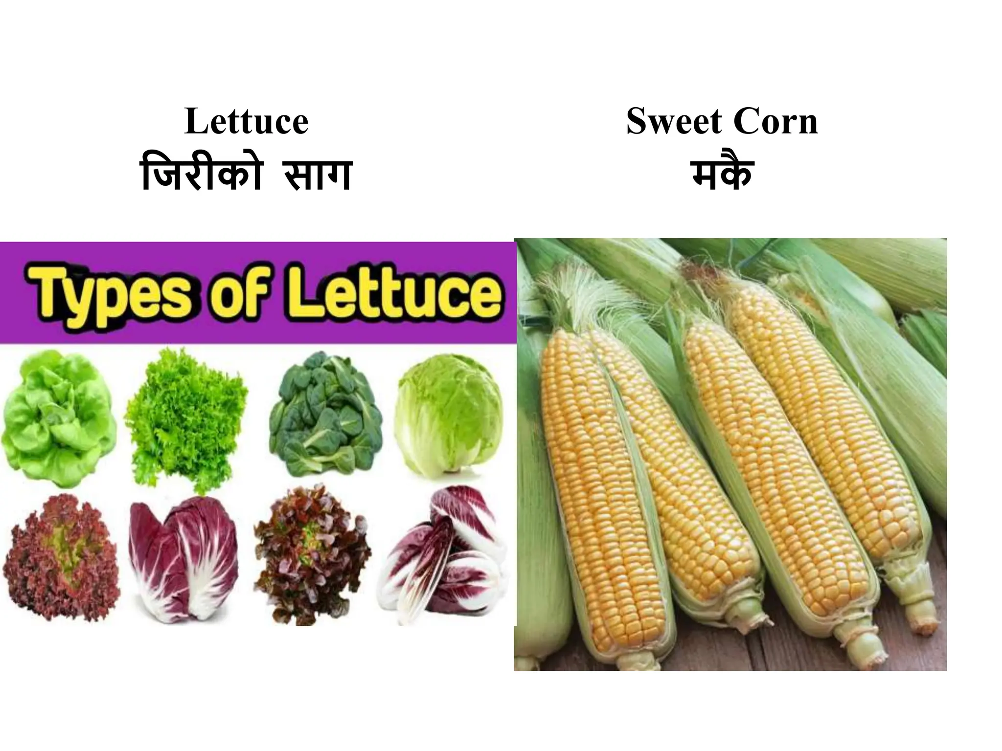 1. Horticultural based Classification of Horticultural crops.pptx