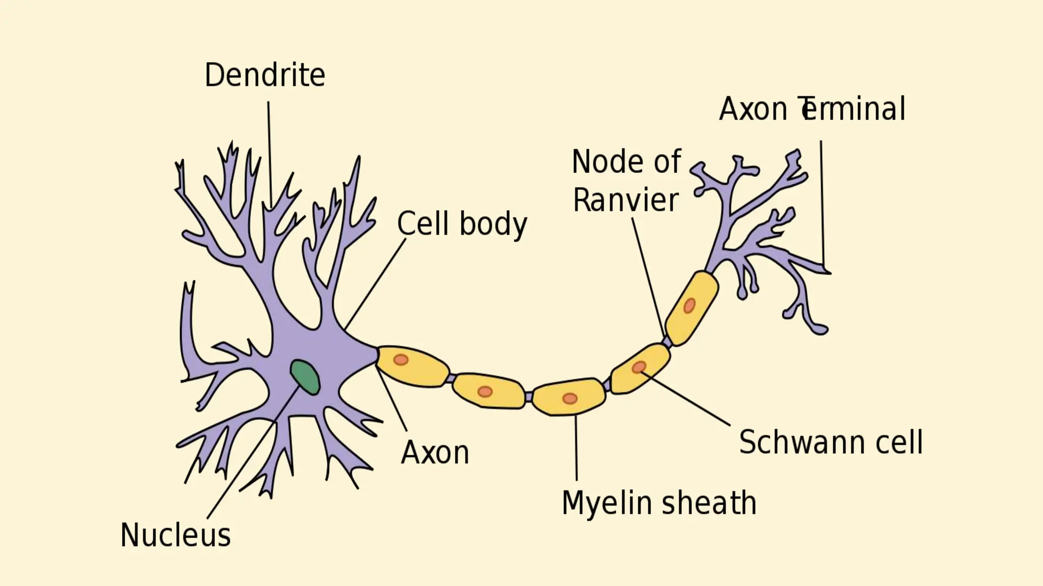 Nervous System Lesson for Grade 6 in Science | PPTX