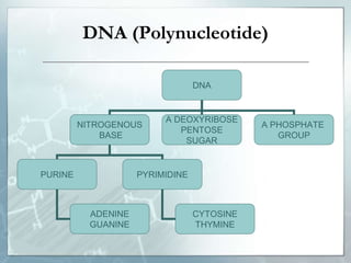 1. MOLECULARBASISOFINHERITANCE.pps.ppt