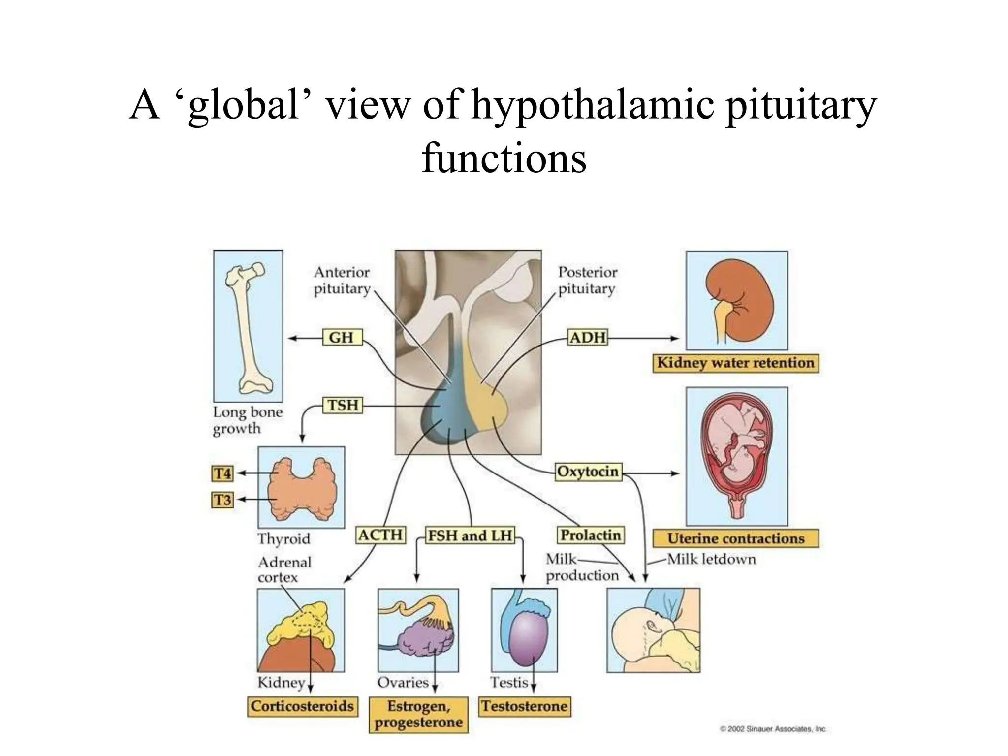 1. Hypothalamic_Pituitary_Hormones.pptx