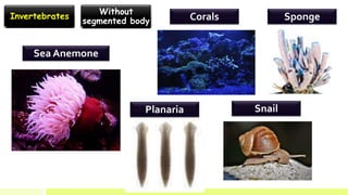 Science Form 2 DLP Classification of Animals | PPT
