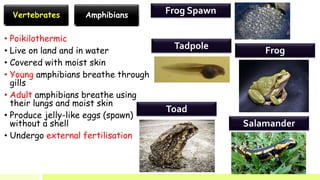 Science Form 2 DLP Classification of Animals | PPT