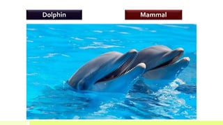 Science Form 2 DLP Classification of Animals | PPT
