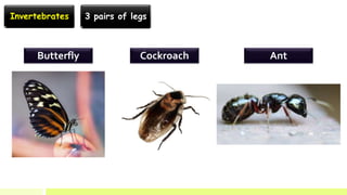 Science Form 2 DLP Classification of Animals | PPT