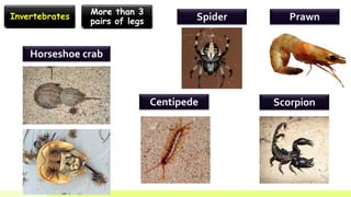 Science Form 2 DLP Classification of Animals | PPTX