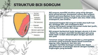 SEREALIA (SORGUM) DALAM PRODUKSI PENGOLAHAN HASIL NABATI.pptx