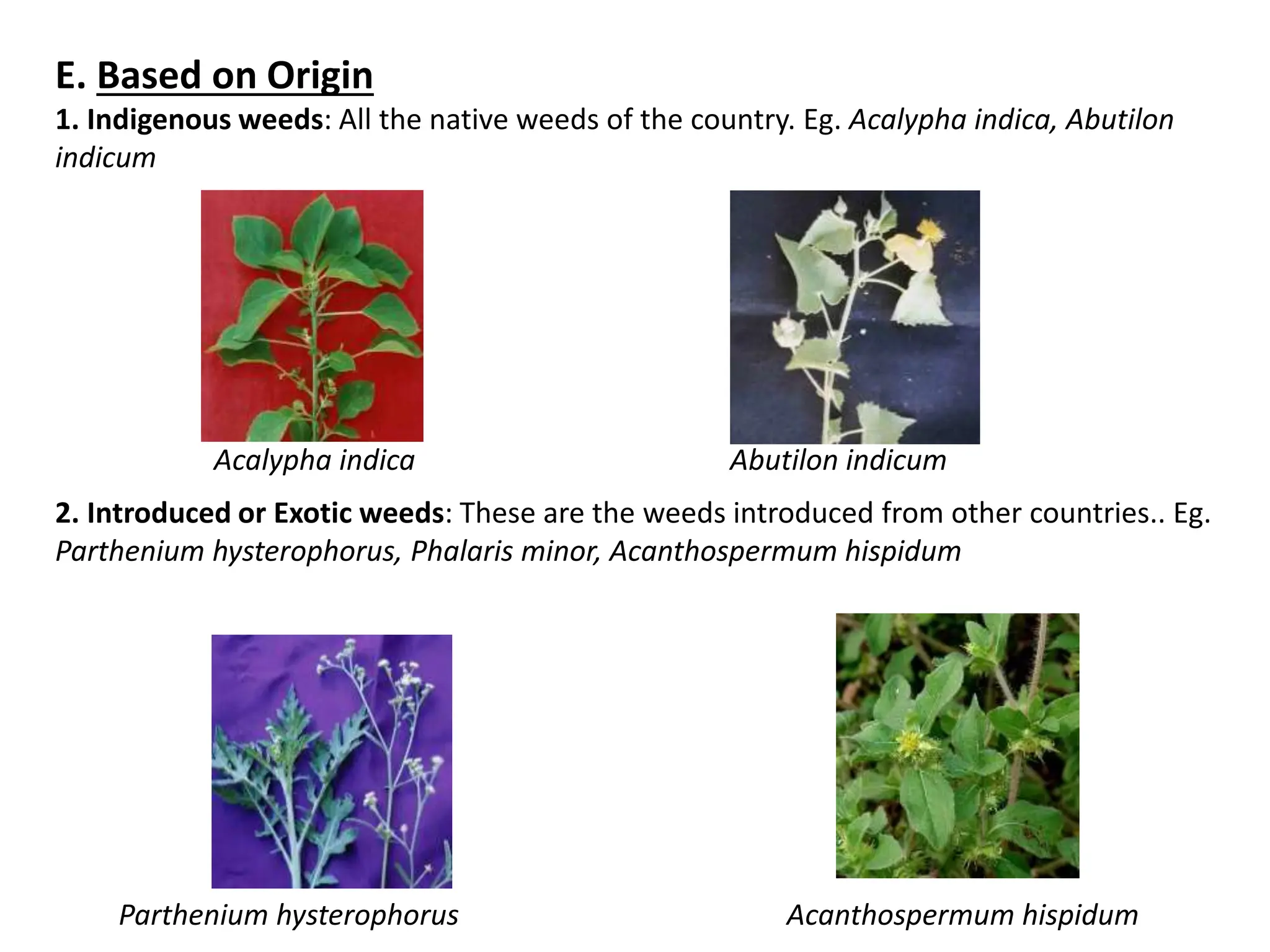 1. Classification Of Weeds.pptx