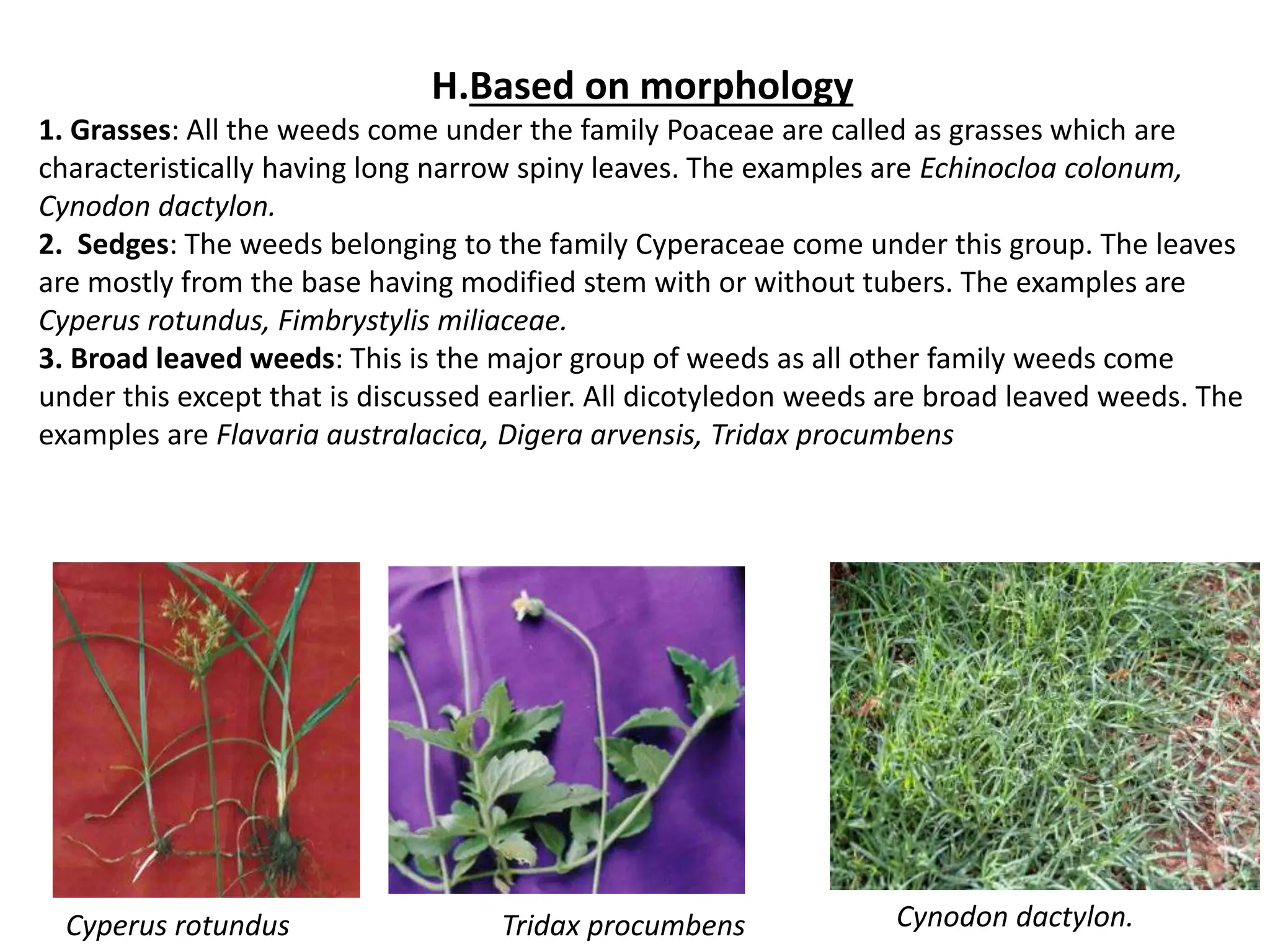 1. Classification Of Weeds.pptx