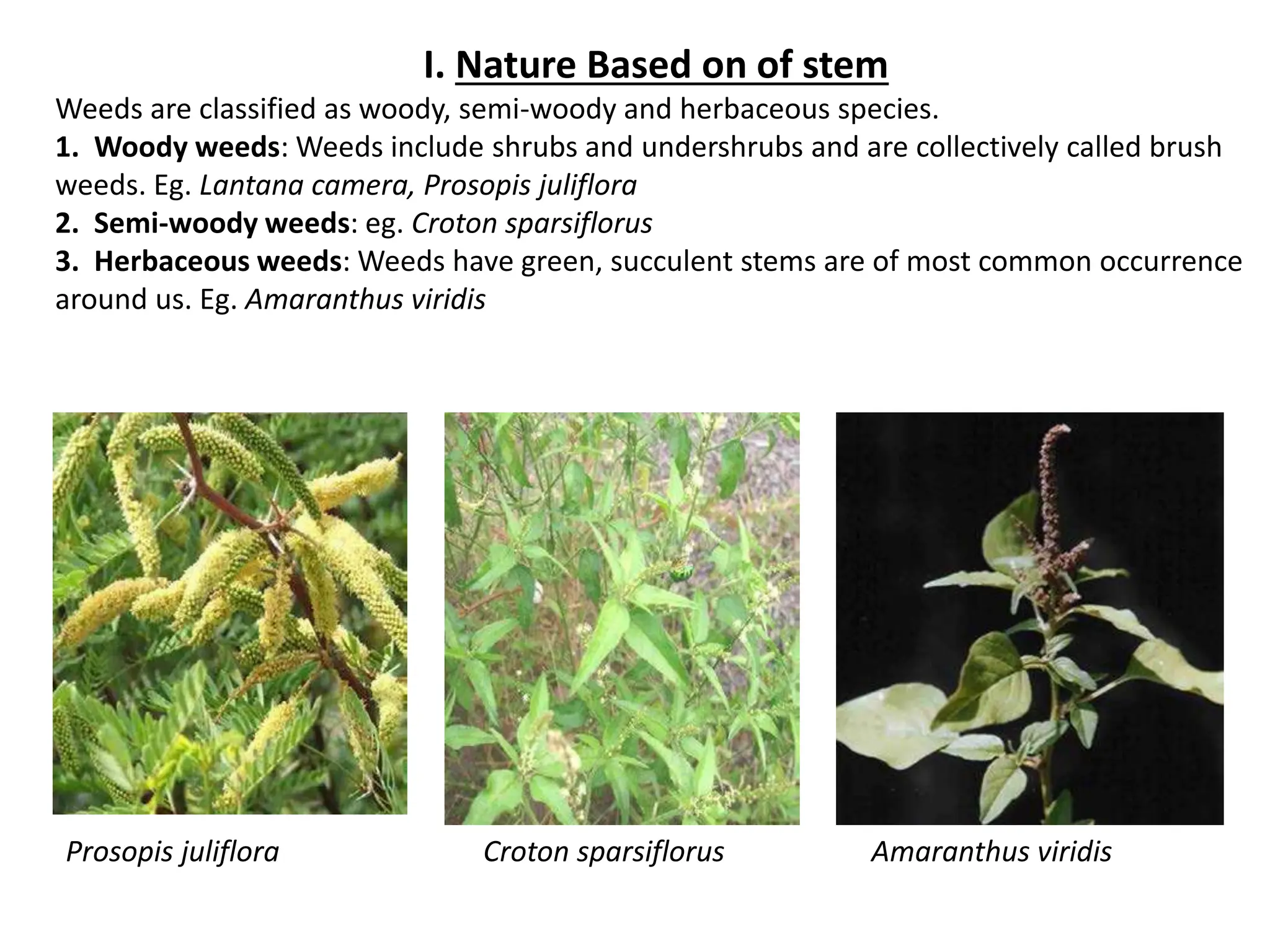 1. Classification Of Weeds.pptx