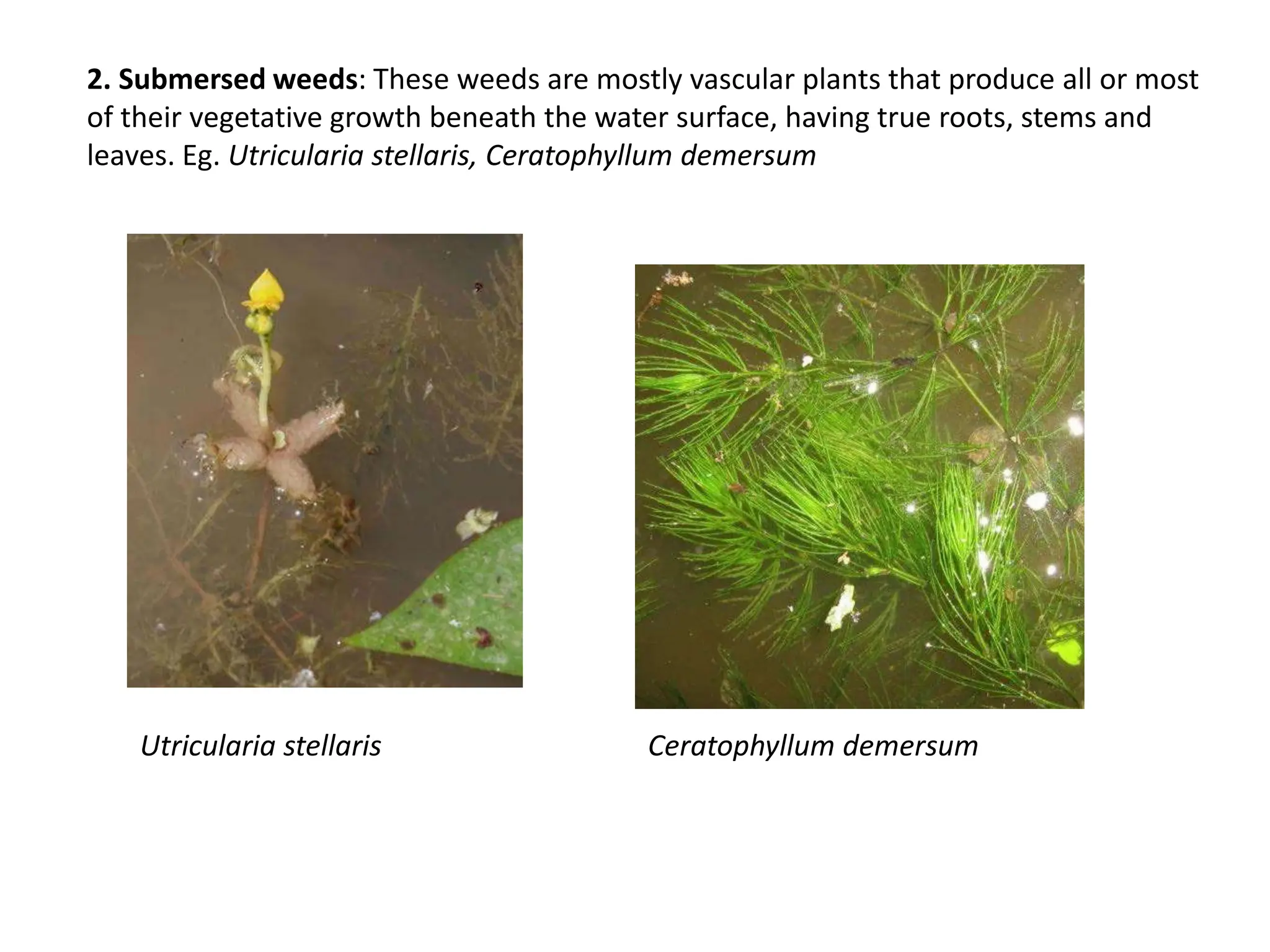 1. Classification Of Weeds.pptx