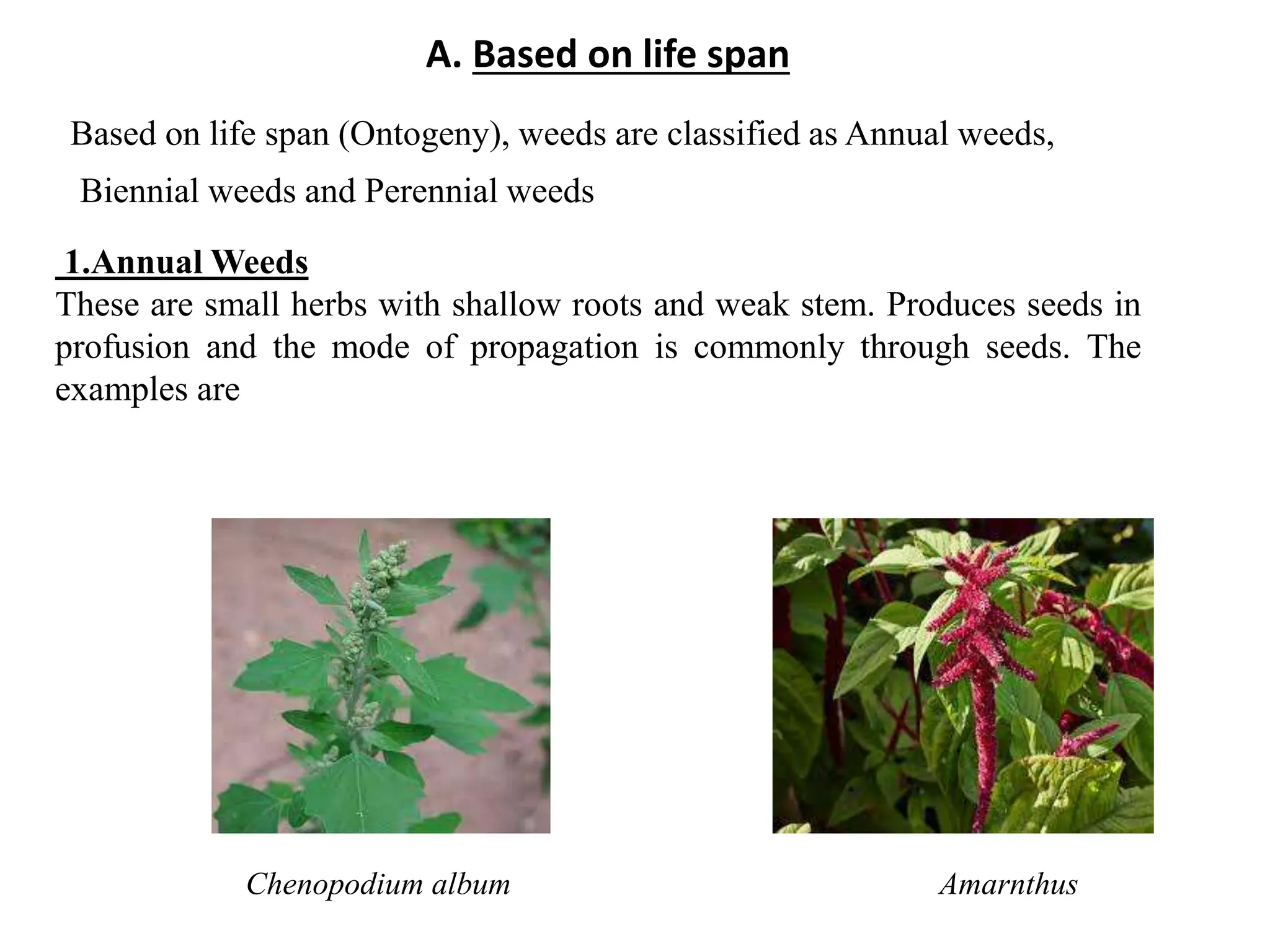1. Classification Of Weeds.pptx