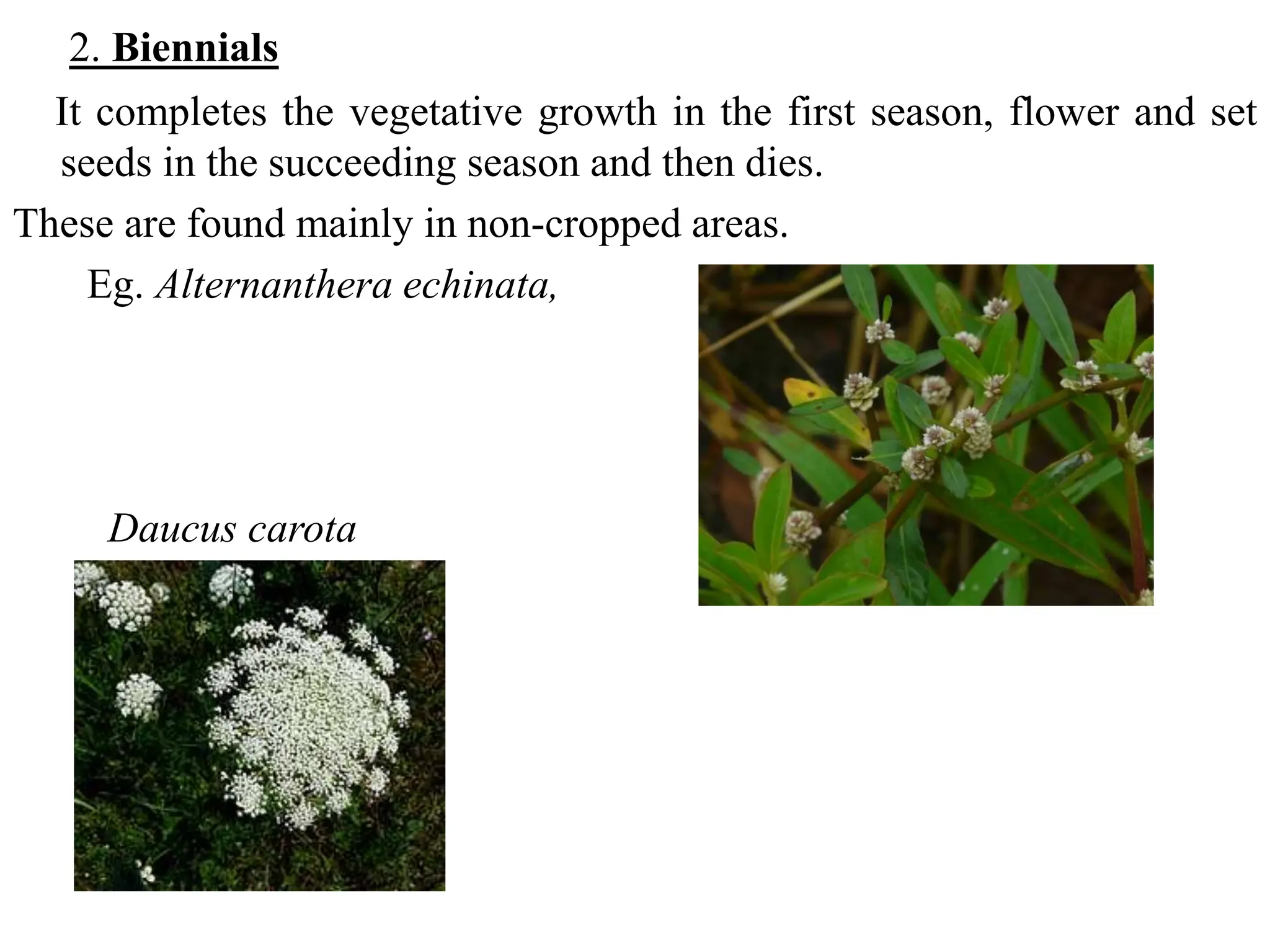 1. Classification Of Weeds.pptx