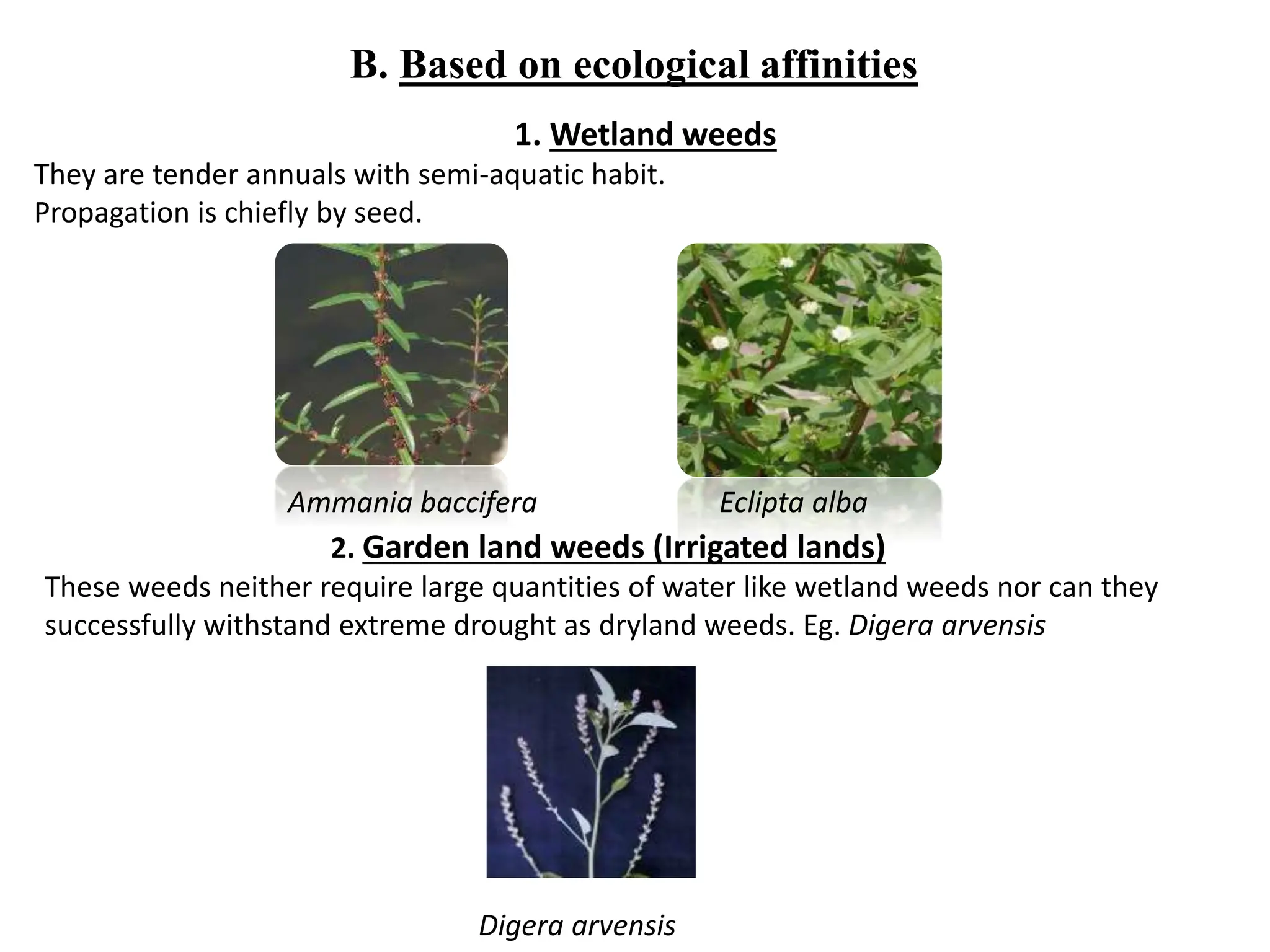1. Classification Of Weeds.pptx