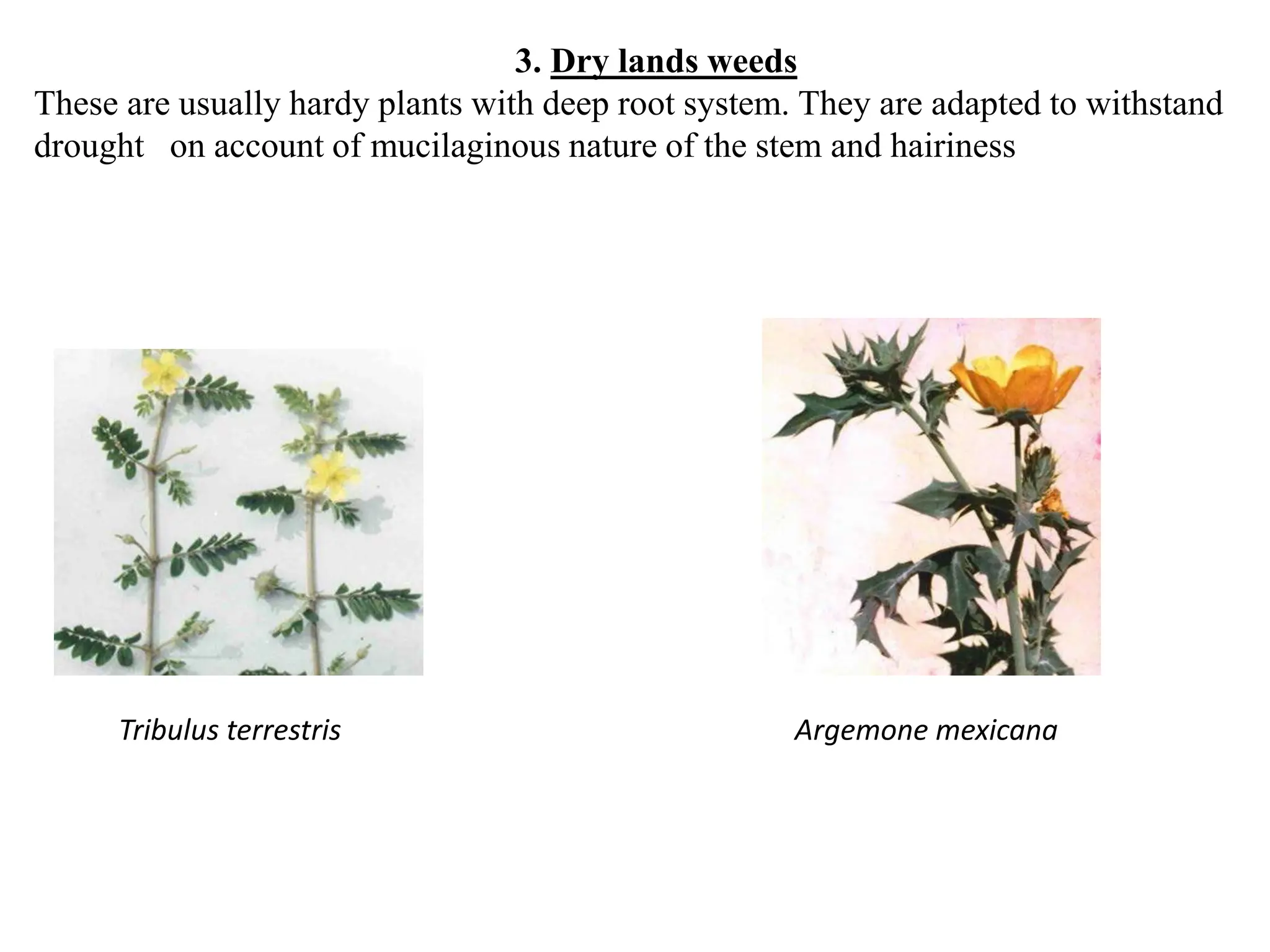 1. Classification Of Weeds.pptx