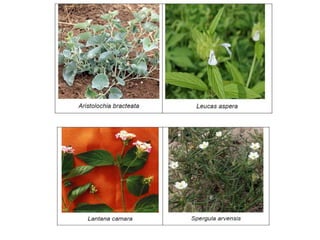 1. Classification Of Weeds.pptx