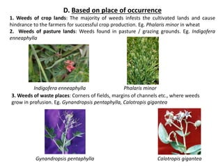 1. Classification Of Weeds.pptx