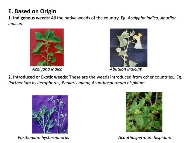 1. Classification Of Weeds.pptx