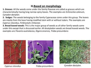 1. Classification Of Weeds.pptx