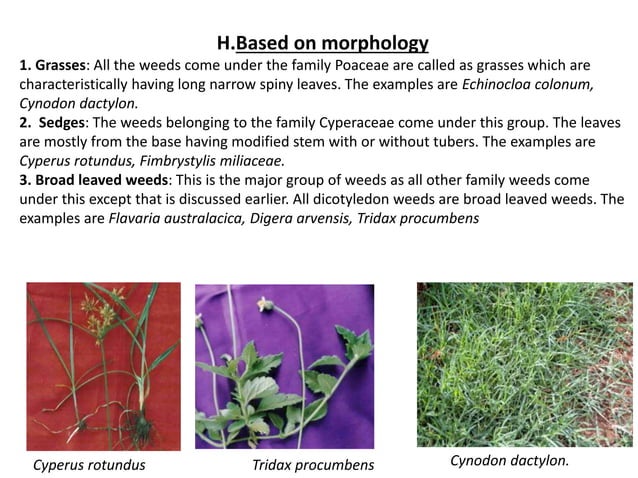 1. Classification Of Weeds.pptx