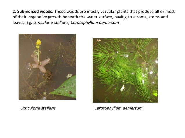1. Classification Of Weeds.pptx