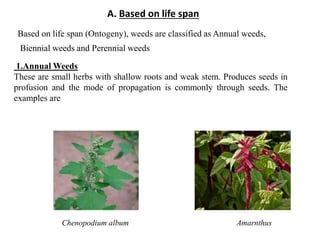 1. Classification Of Weeds.pptx