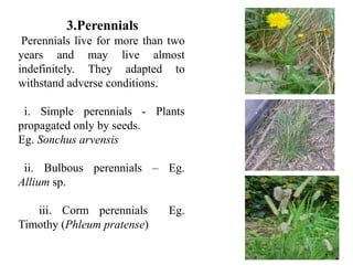 1. Classification Of Weeds.pptx