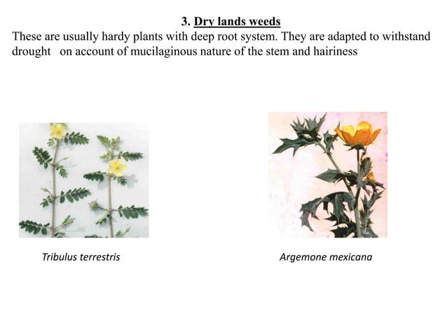 1. Classification Of Weeds.pptx