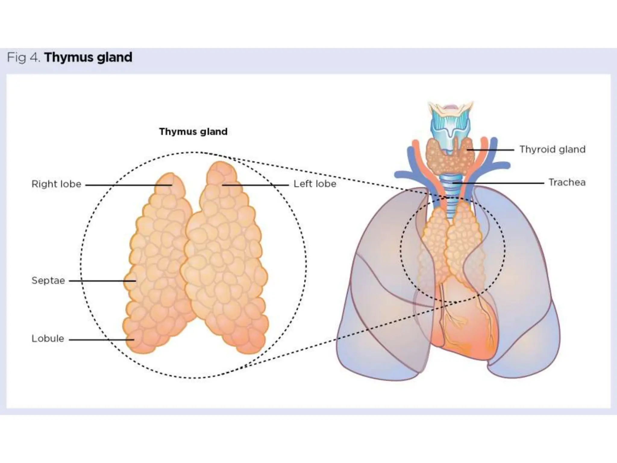 The endocrine system grade 10 quarter 3 science | PPTX