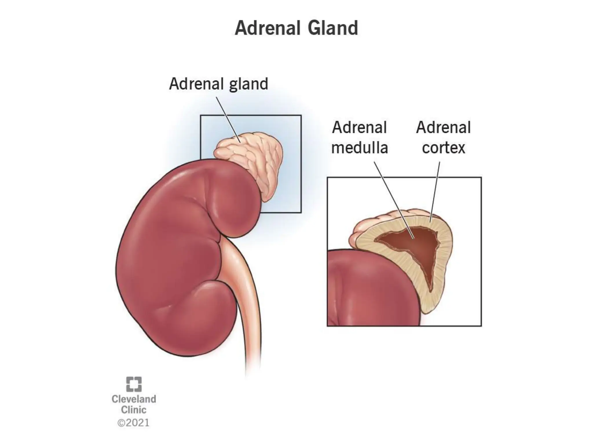 The endocrine system grade 10 quarter 3 science | PPTX