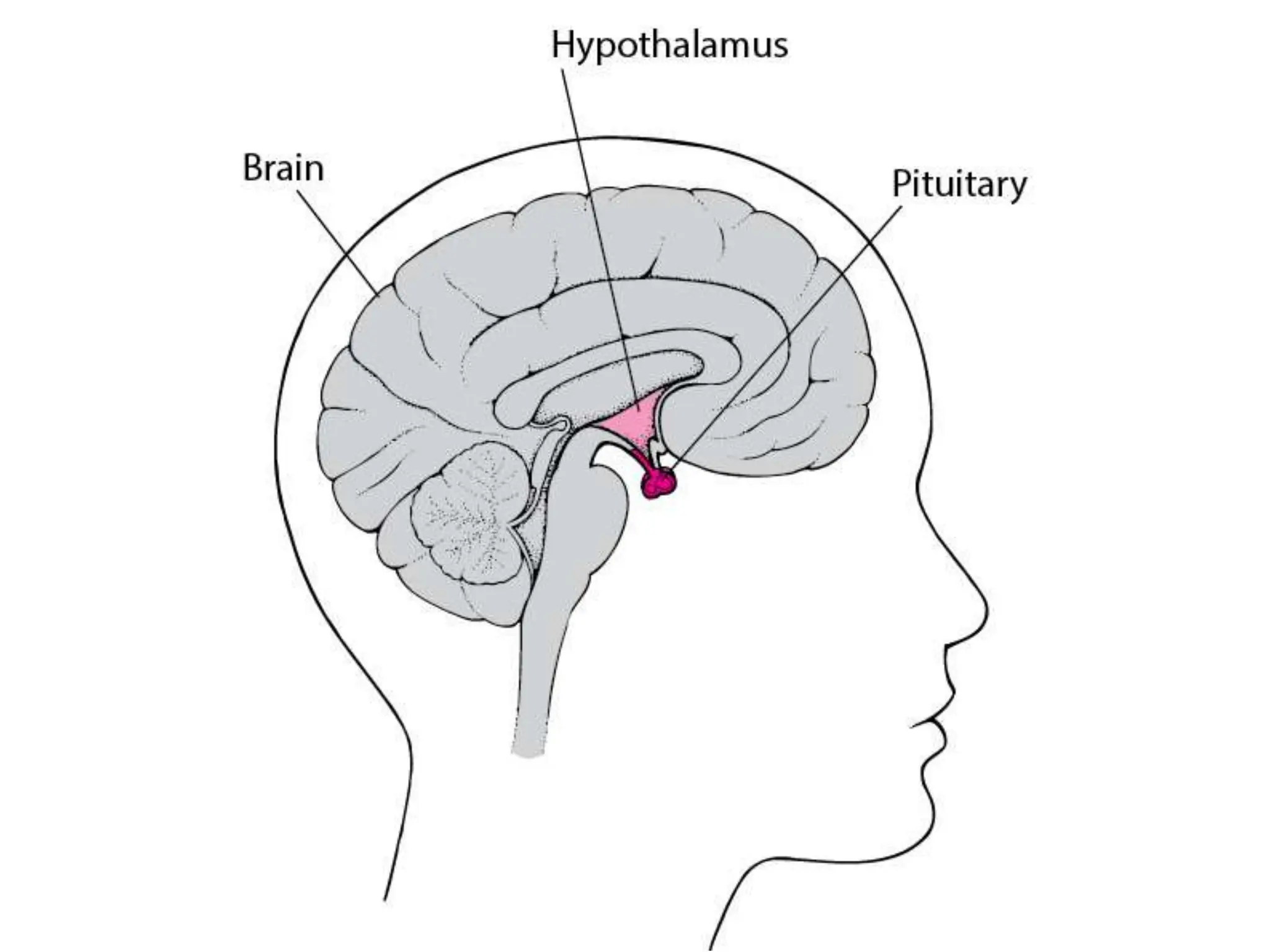 The endocrine system grade 10 quarter 3 science | PPTX | Thyroid ...