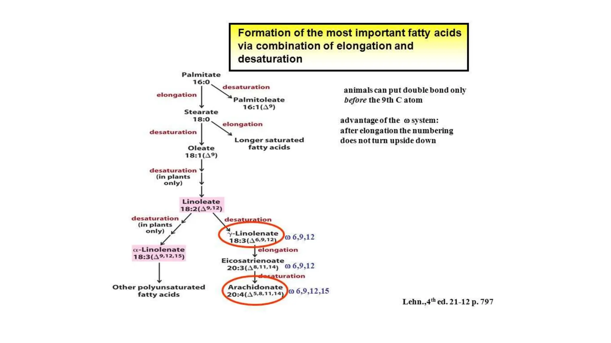 Fatty Acid Synthesis and Regulation.pptx