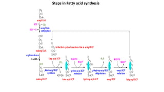 Fatty Acid Synthesis and Regulation.pptx