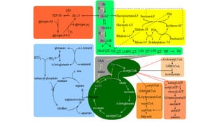 Fatty Acid Synthesis and Regulation.pptx