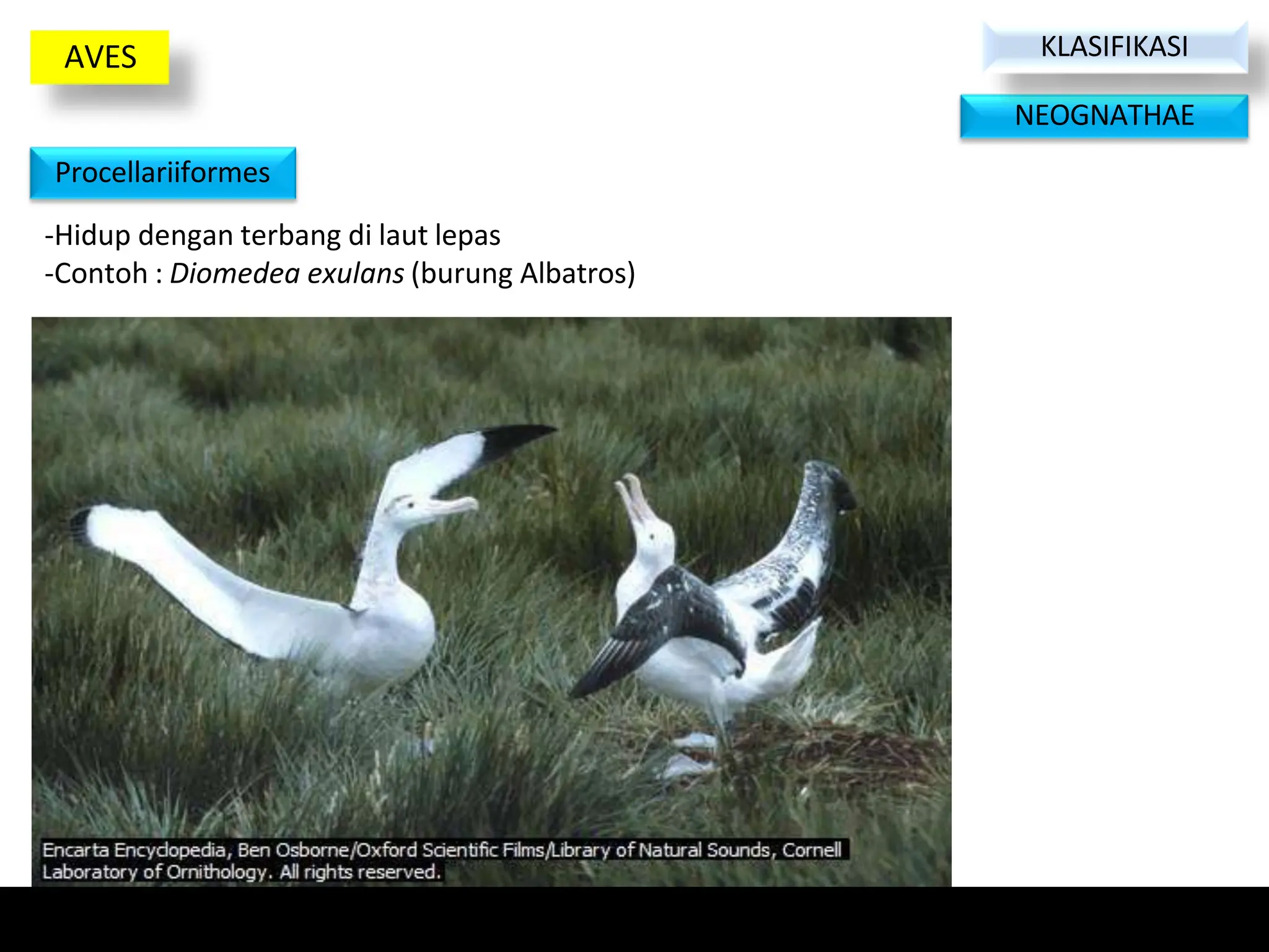 Materi AVES, pengertian, klasifikasi, anatomi | PPTX