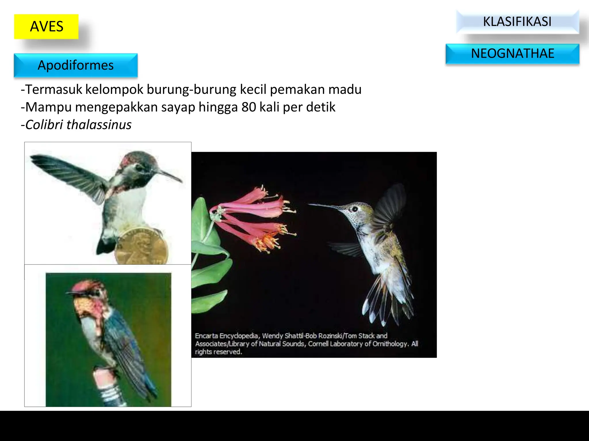 Materi AVES, pengertian, klasifikasi, anatomi | PPTX