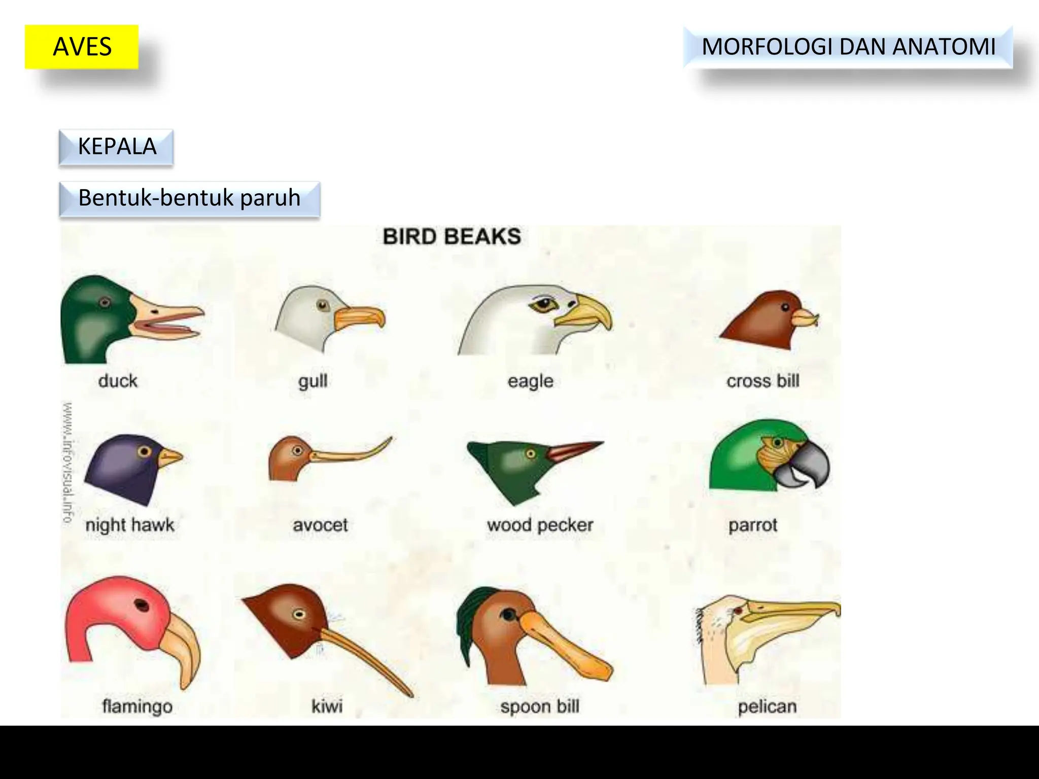 Materi AVES, pengertian, klasifikasi, anatomi | PPTX